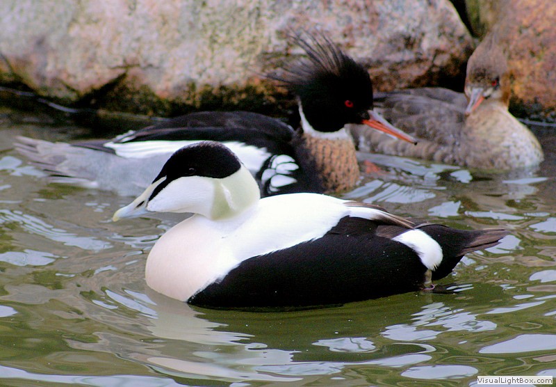 Identify Common Eider - Wildfowl Photography.