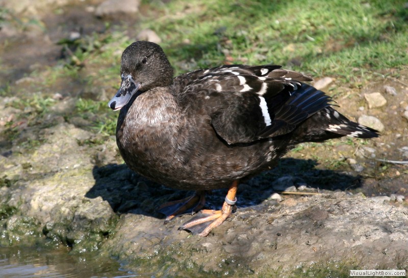 Identify African Black Duck - Wildfowl Photography.