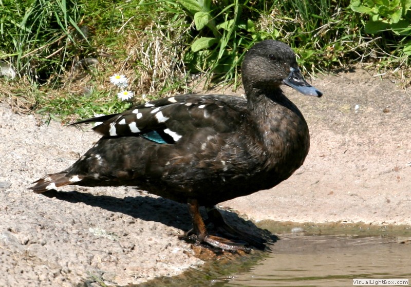 Identify African Black Duck - Wildfowl Photography.