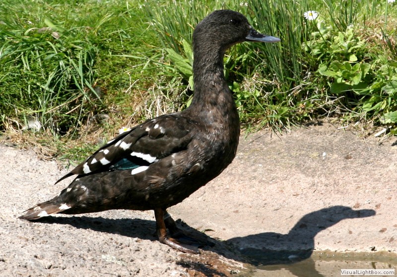 Identify African Black Duck - Wildfowl Photography.