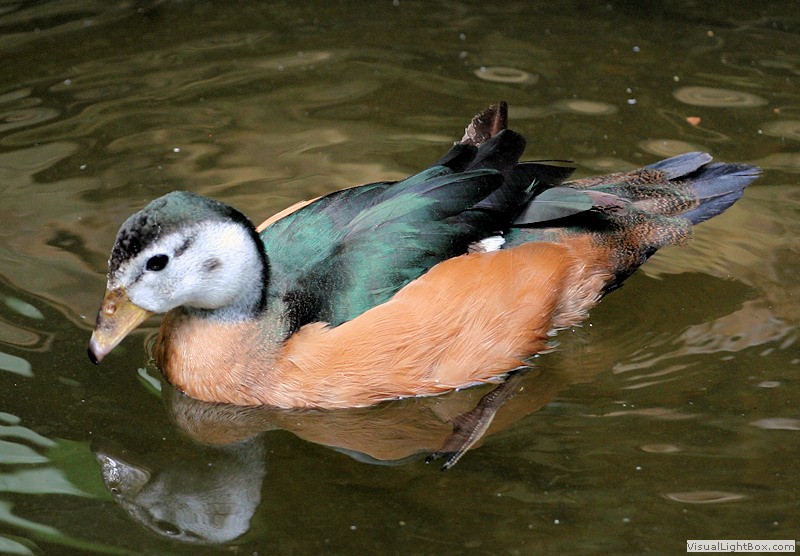 Identify African Pygmy Goose - Wildfowl Photography.