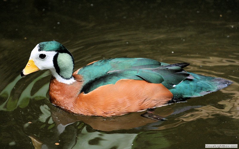 Identify African Pygmy Goose - Wildfowl Photography.