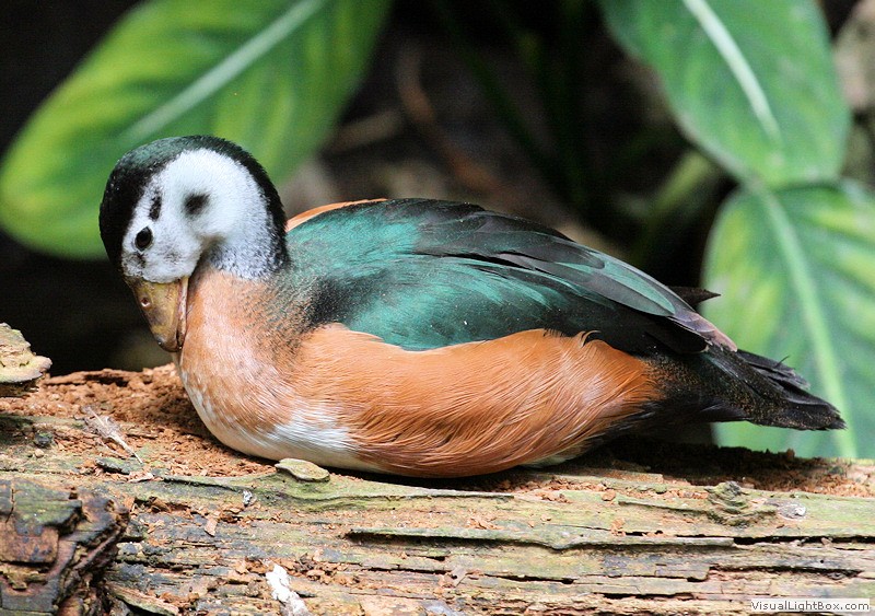 Identify African Pygmy Goose - Wildfowl Photography.