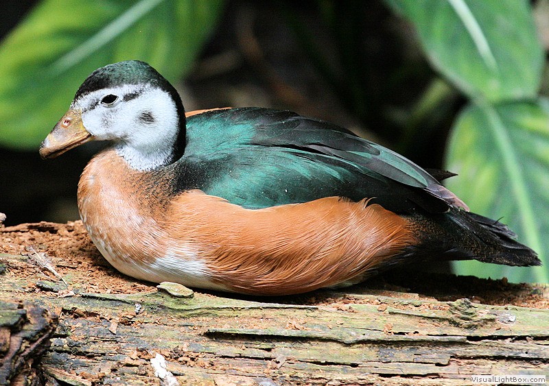 Identify African Pygmy Goose - Wildfowl Photography.