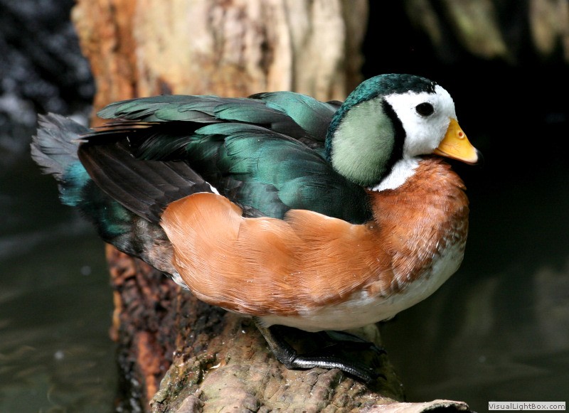 Identify African Pygmy Goose - Wildfowl Photography.