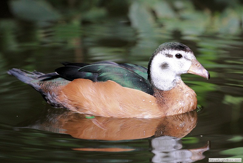 Identify African Pygmy Goose - Wildfowl Photography.