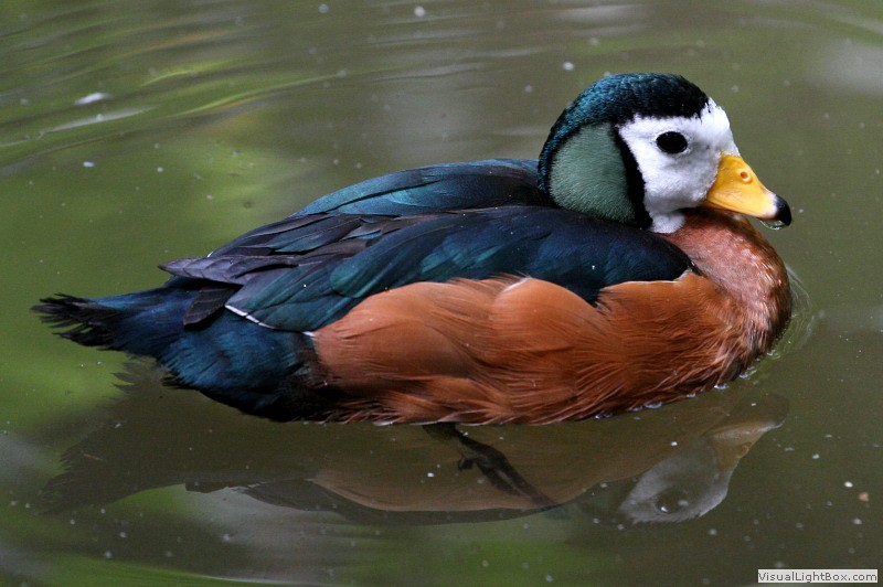 Identify African Pygmy Goose - Wildfowl Photography.
