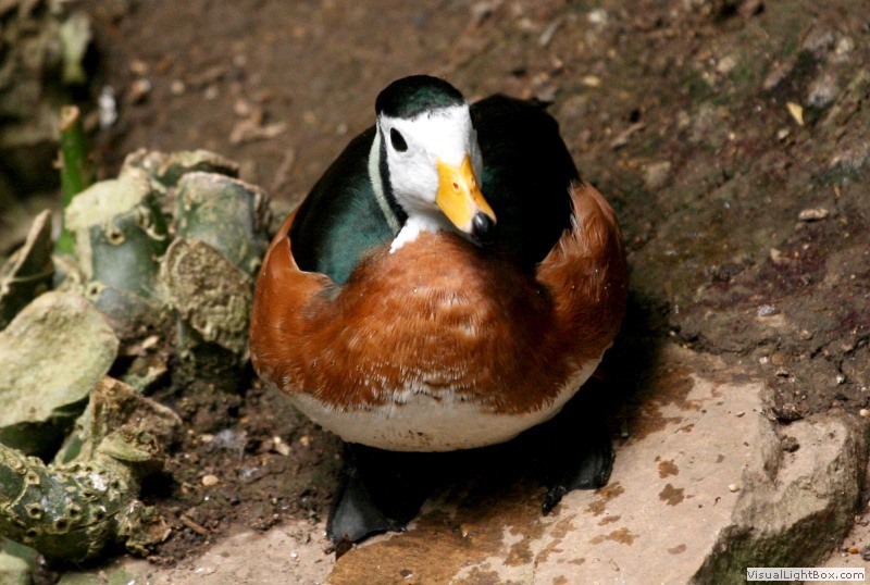 Identify African Pygmy Goose - Wildfowl Photography.