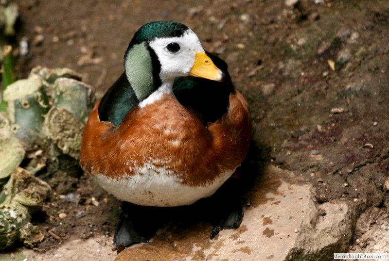 Identify African Pygmy Goose - Wildfowl Photography.