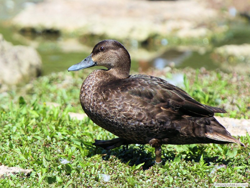 Identify American Black Duck - Wildfowl Photography.