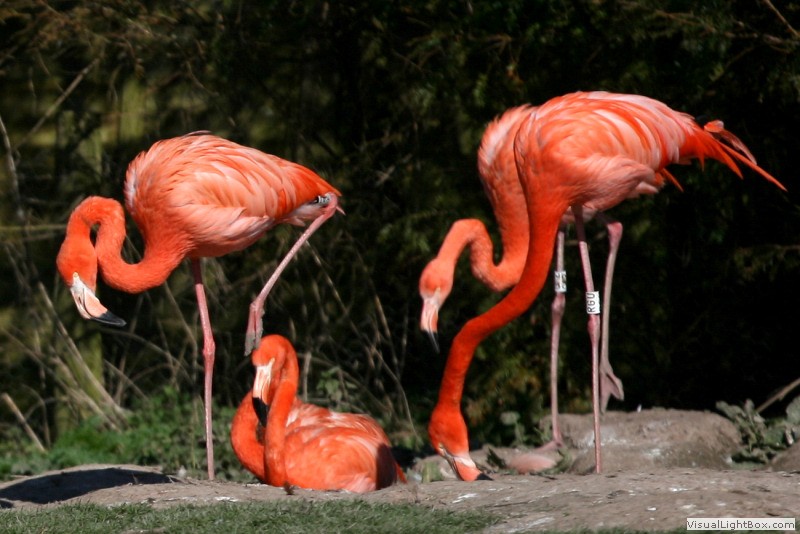 Identify American Flamingo - Wildfowl Photography.