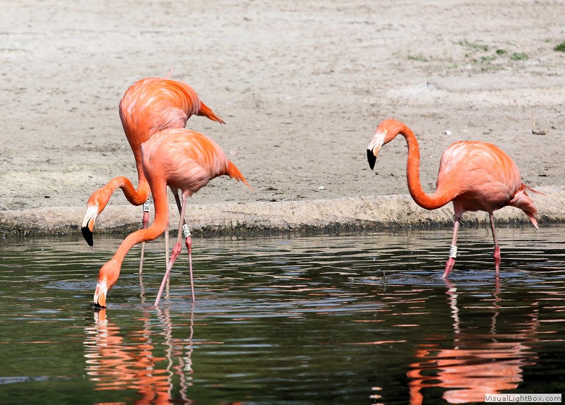 Identify American Flamingo - Wildfowl Photography.