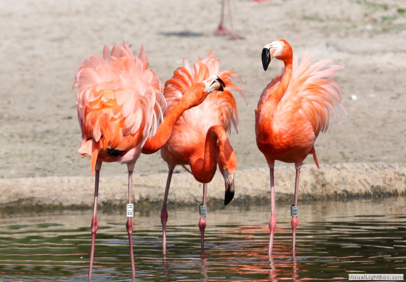 Identify American Flamingo - Wildfowl Photography.
