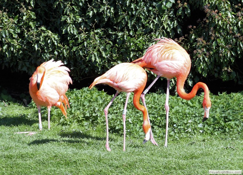 Identify American Flamingo - Wildfowl Photography.