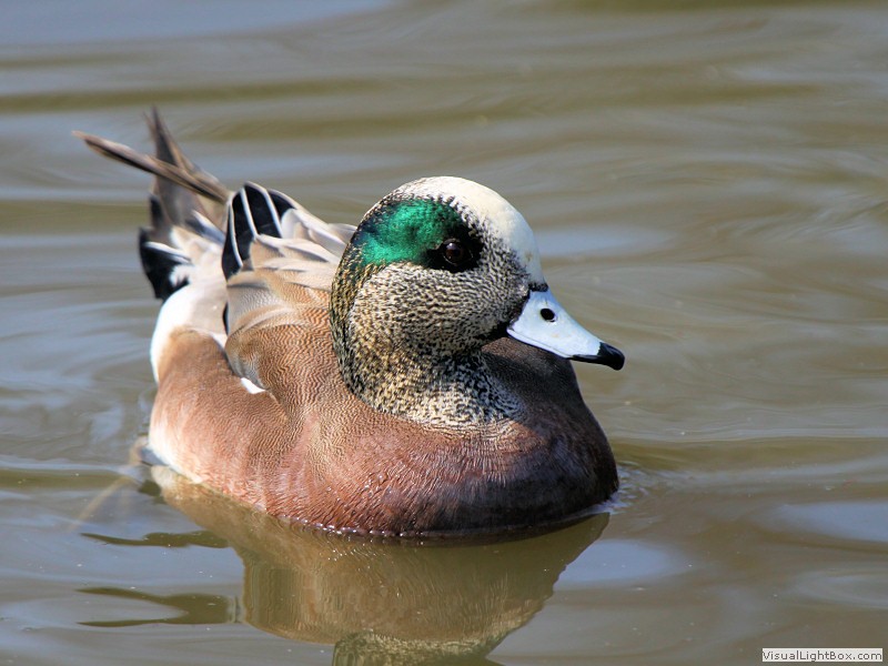 Identify American Wigeon - Duck - Wildfowl Photography.