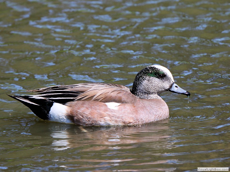 Identify American Wigeon - Duck - Wildfowl Photography.
