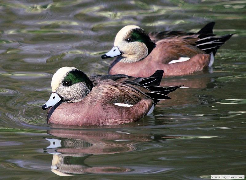 Identify American Wigeon - Duck - Wildfowl Photography.