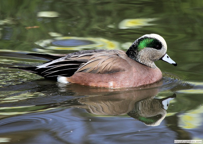 Identify American Wigeon - Duck - Wildfowl Photography.