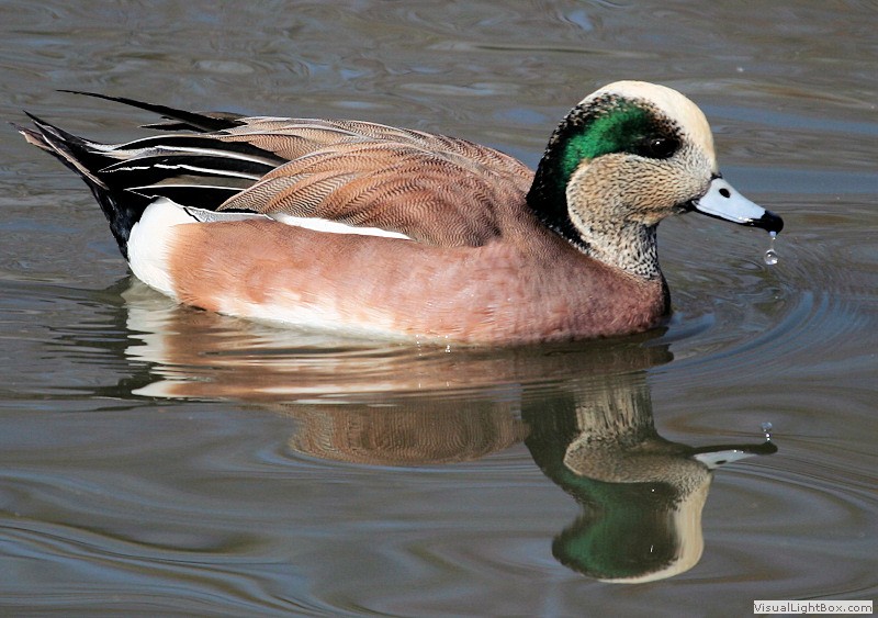 Identify American Wigeon - Duck - Wildfowl Photography.
