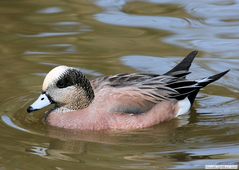 Identify American Wigeon - Duck - Wildfowl Photography.