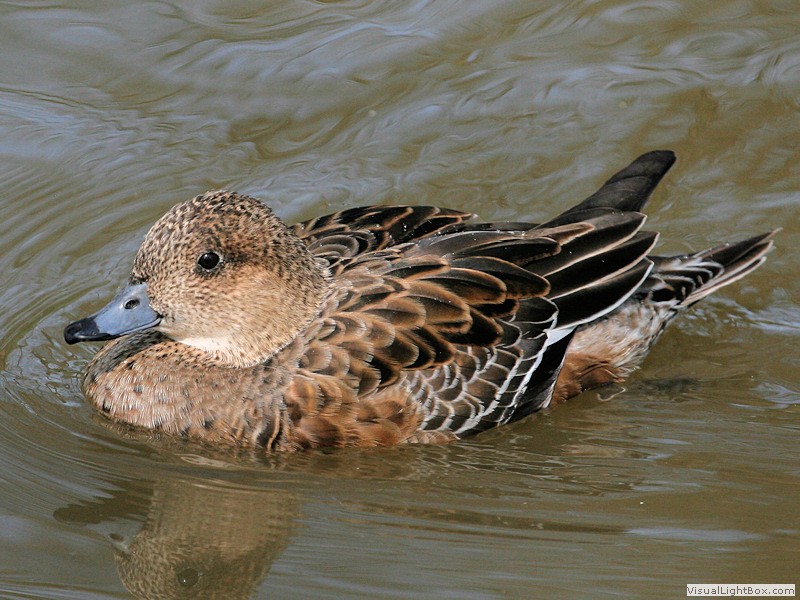 Identify American Wigeon - Duck - Wildfowl Photography.