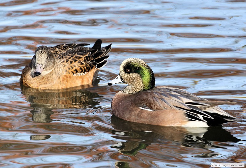 Identify American Wigeon - Duck - Wildfowl Photography.