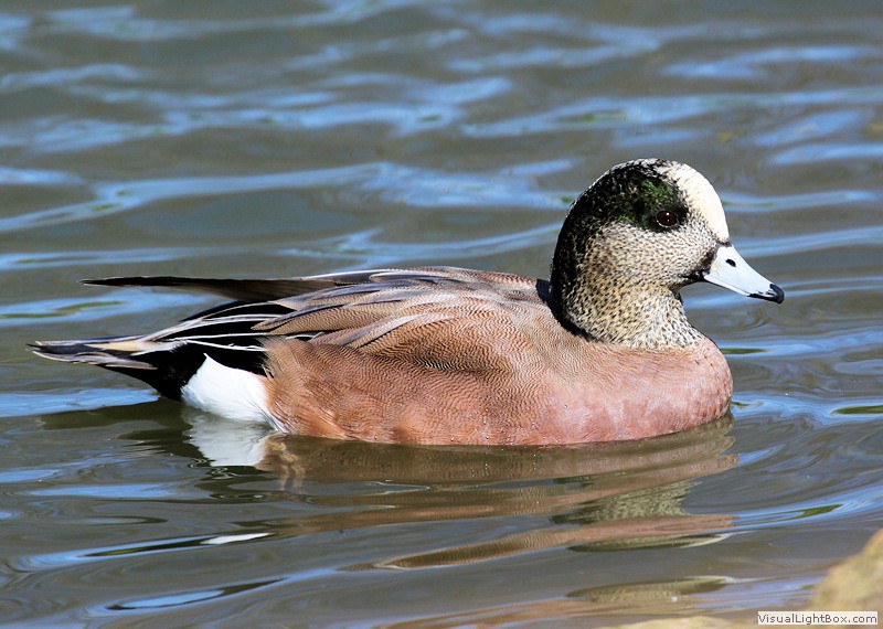 Identify American Wigeon - Duck - Wildfowl Photography.
