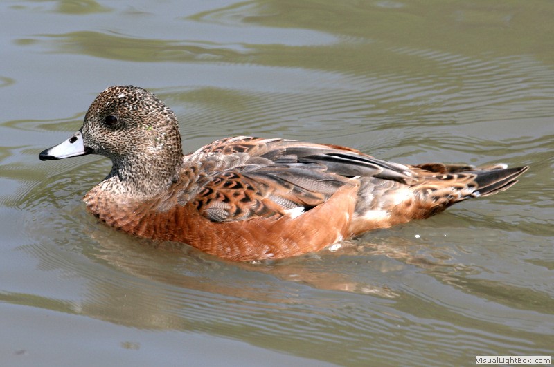 Identify American Wigeon - Duck - Wildfowl Photography.