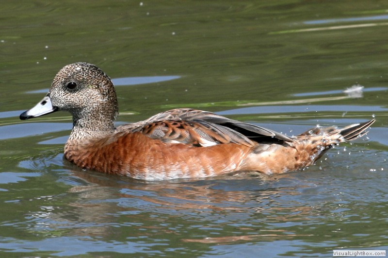 Identify American Wigeon - Duck - Wildfowl Photography.