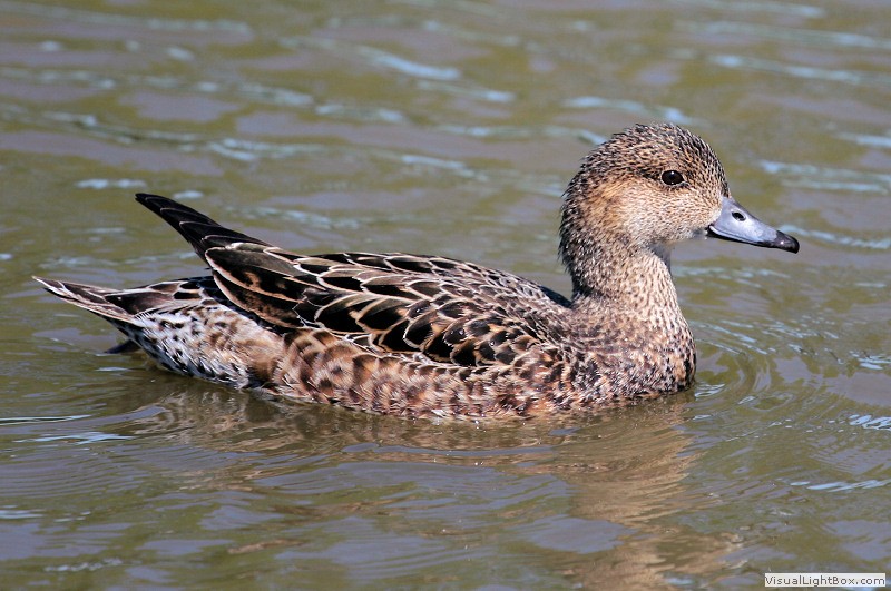 Identify American Wigeon - Duck - Wildfowl Photography.