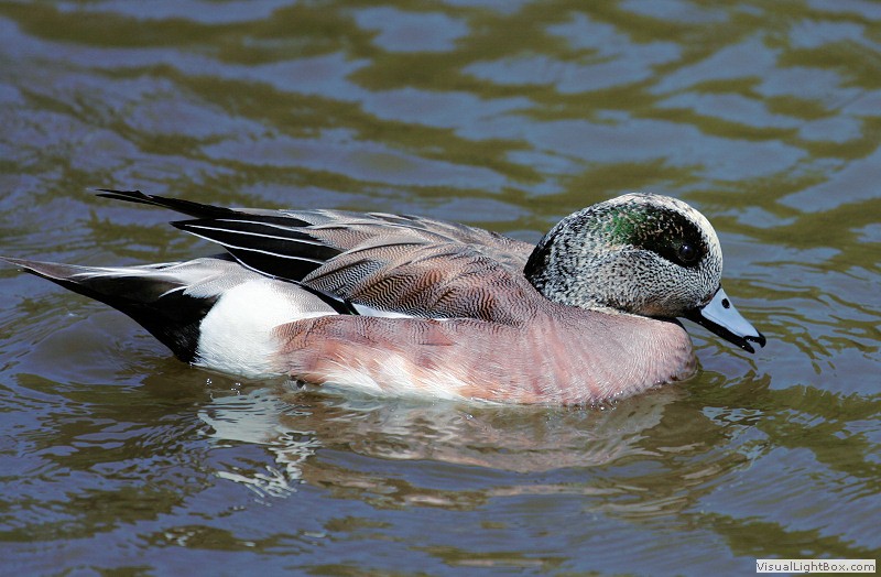 Identify American Wigeon - Duck - Wildfowl Photography.