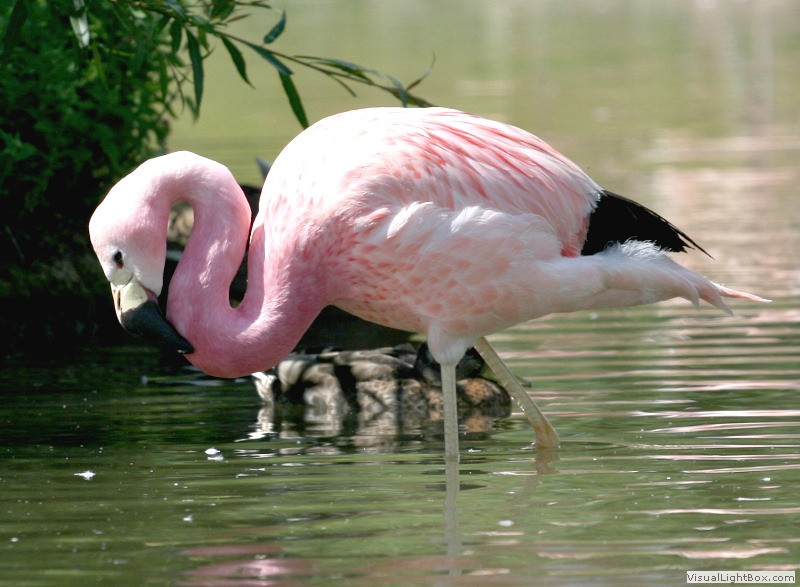 Identify Andean Flamingo - Wildfowl Photography.
