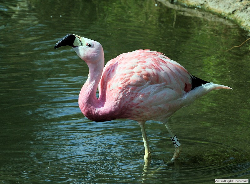 Identify Andean Flamingo - Wildfowl Photography.