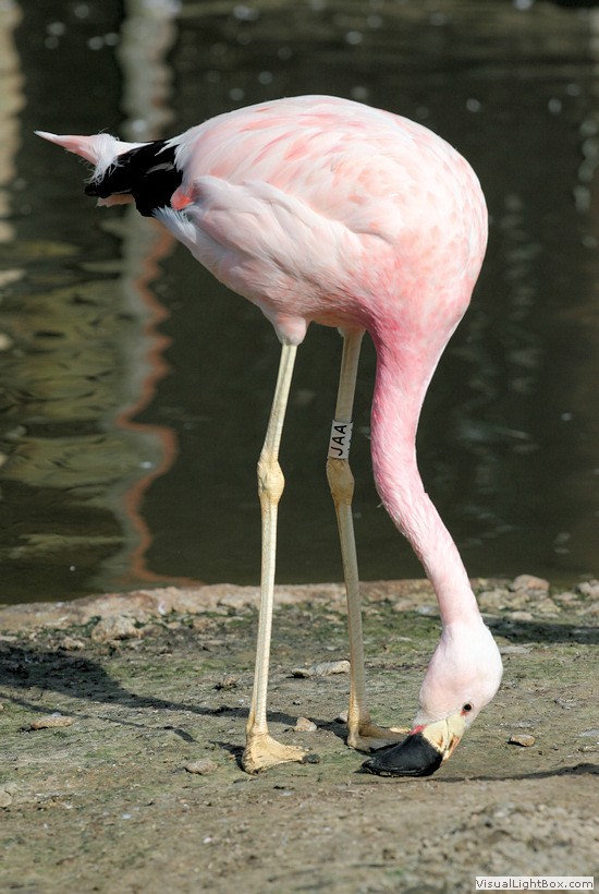 Identify Andean Flamingo - Wildfowl Photography.