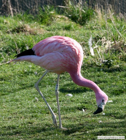 Identify Andean Flamingo - Wildfowl Photography.