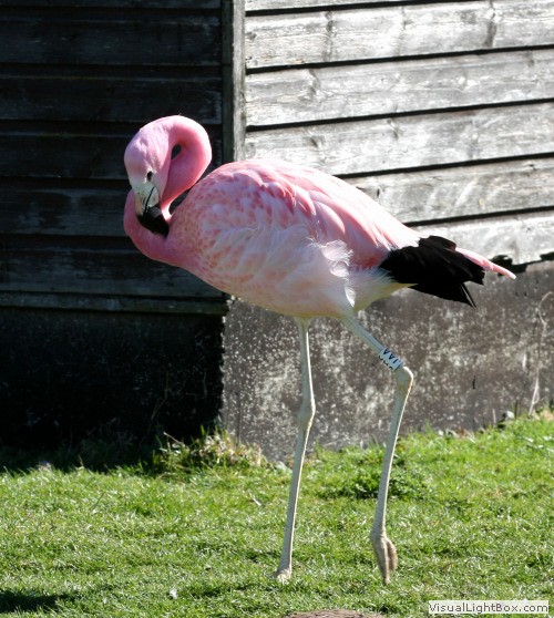 Identify Andean Flamingo - Wildfowl Photography.