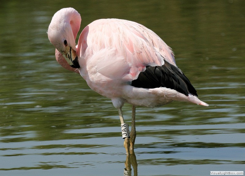 Identify Andean Flamingo - Wildfowl Photography.