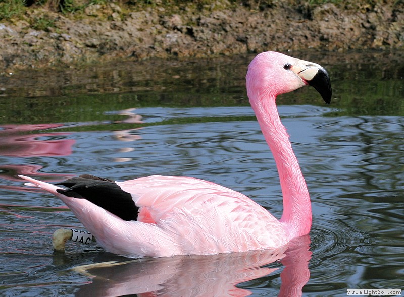 Identify Andean Flamingo - Wildfowl Photography.