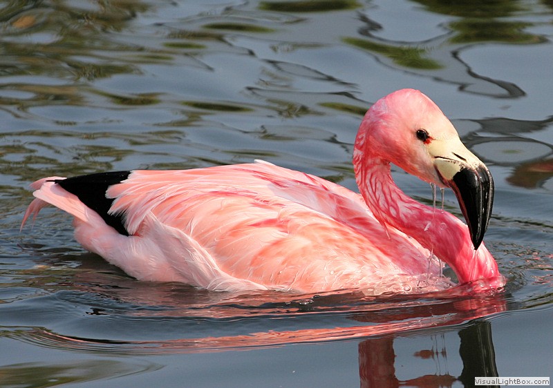 Identify Andean Flamingo - Wildfowl Photography.