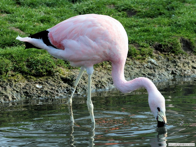 Identify Andean Flamingo - Wildfowl Photography.