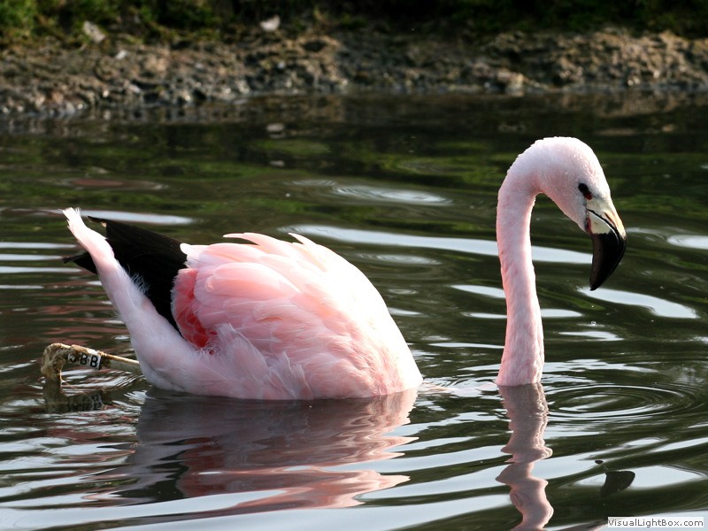 Identify Andean Flamingo - Wildfowl Photography.