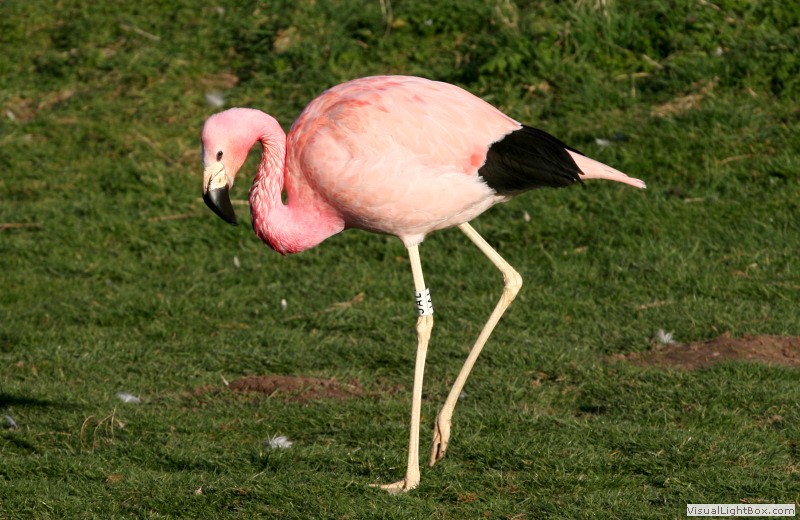Identify Andean Flamingo - Wildfowl Photography.