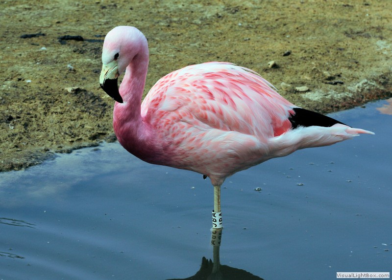 Identify Andean Flamingo - Wildfowl Photography.
