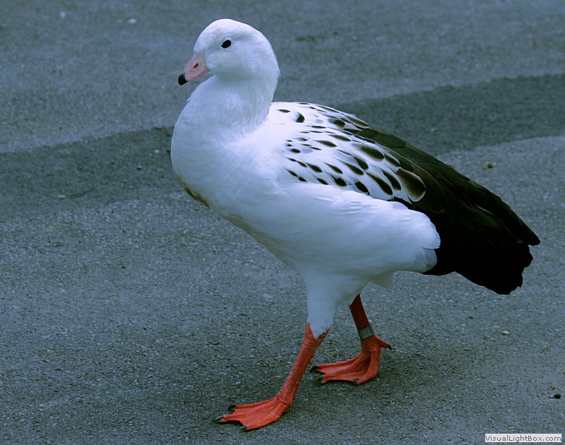 Identify Andean Goose - Wildfowl Photography.