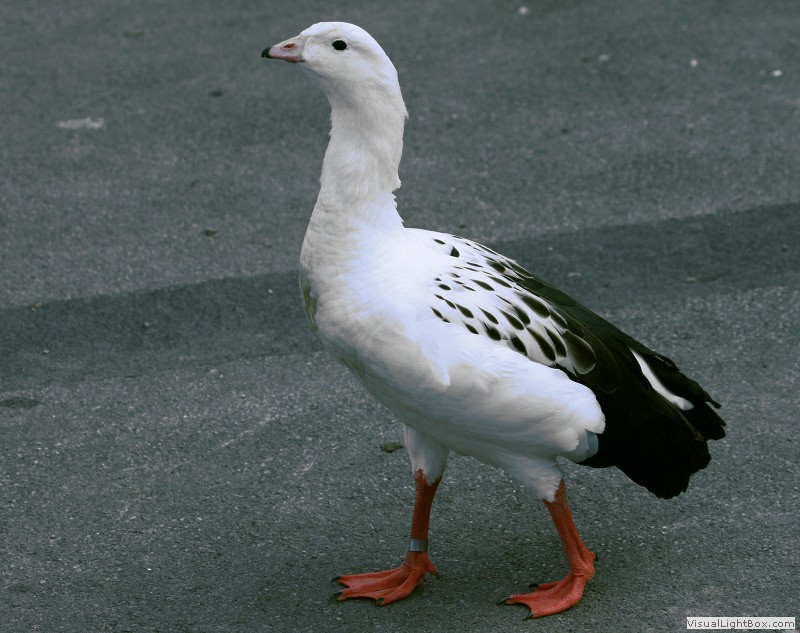 Identify Andean Goose - Wildfowl Photography.