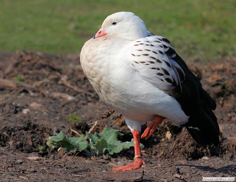 Identify Andean Goose - Wildfowl Photography.