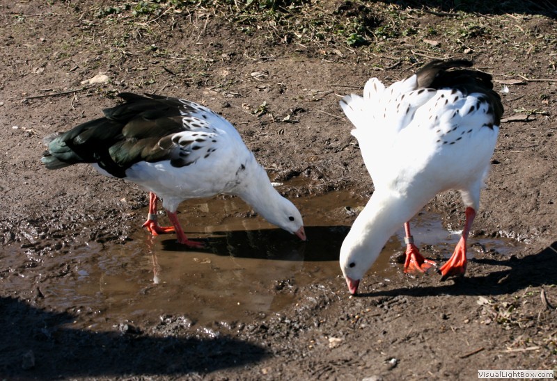 Identify Andean Goose - Wildfowl Photography.