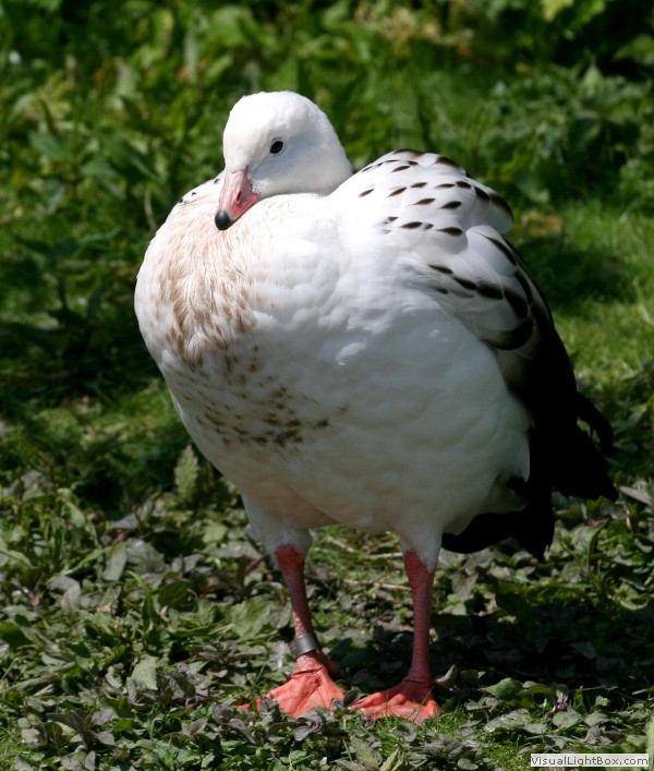 Identify Andean Goose - Wildfowl Photography.