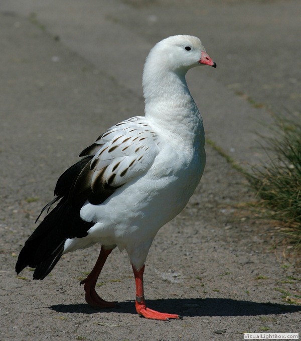 Identify Andean Goose - Wildfowl Photography.