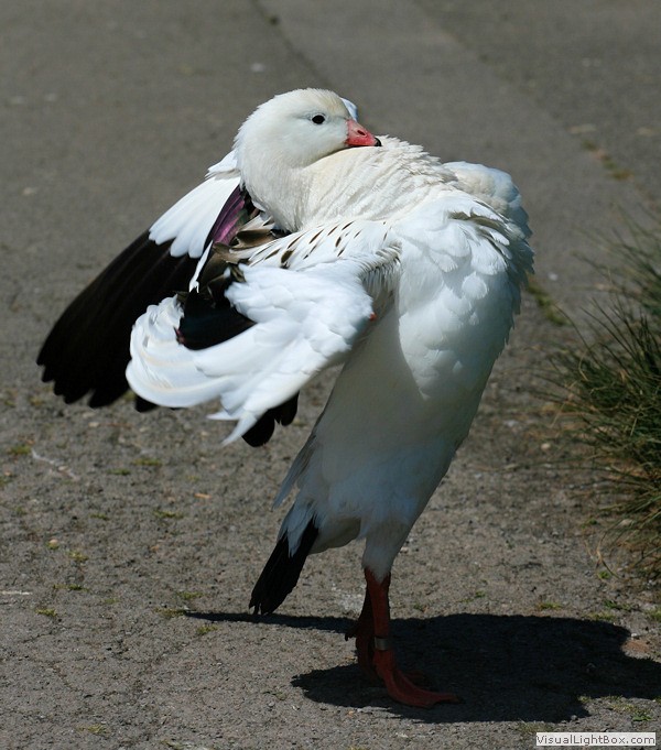 Identify Andean Goose - Wildfowl Photography.